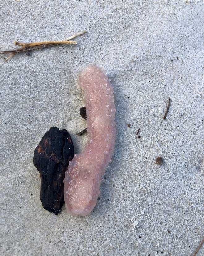 Strong currents wash up 'sea pickles' onto Carmel beaches
