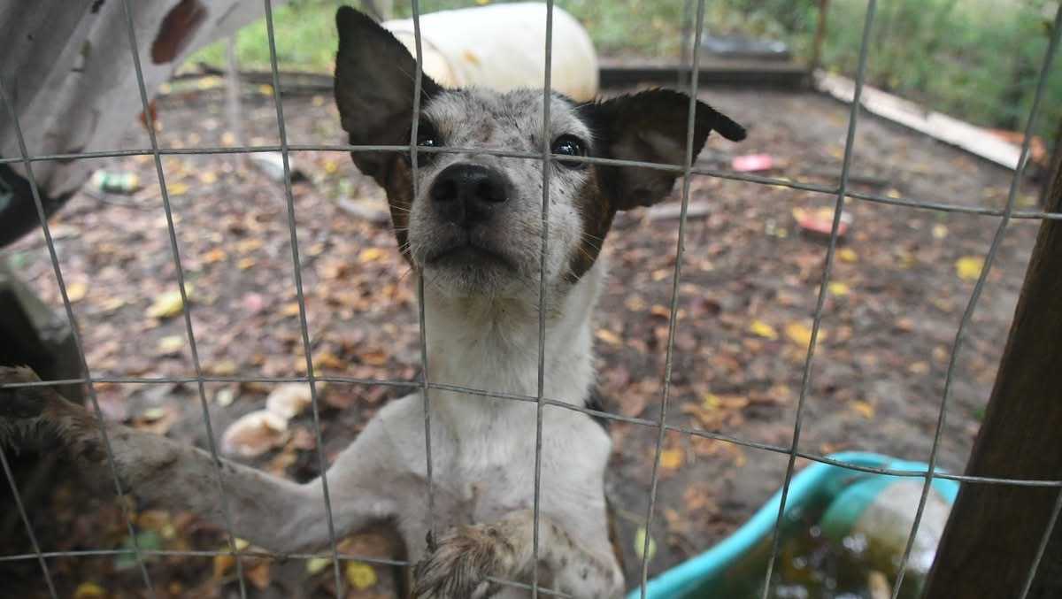 53 dogs rescued from Tennessee now in Boca Raton