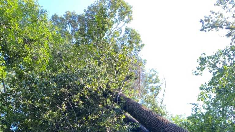 Photos: Great Frogs Winery took big hit from tornado last week