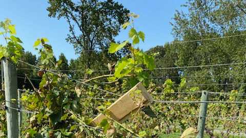 Photos: Great Frogs Winery took big hit from tornado last week