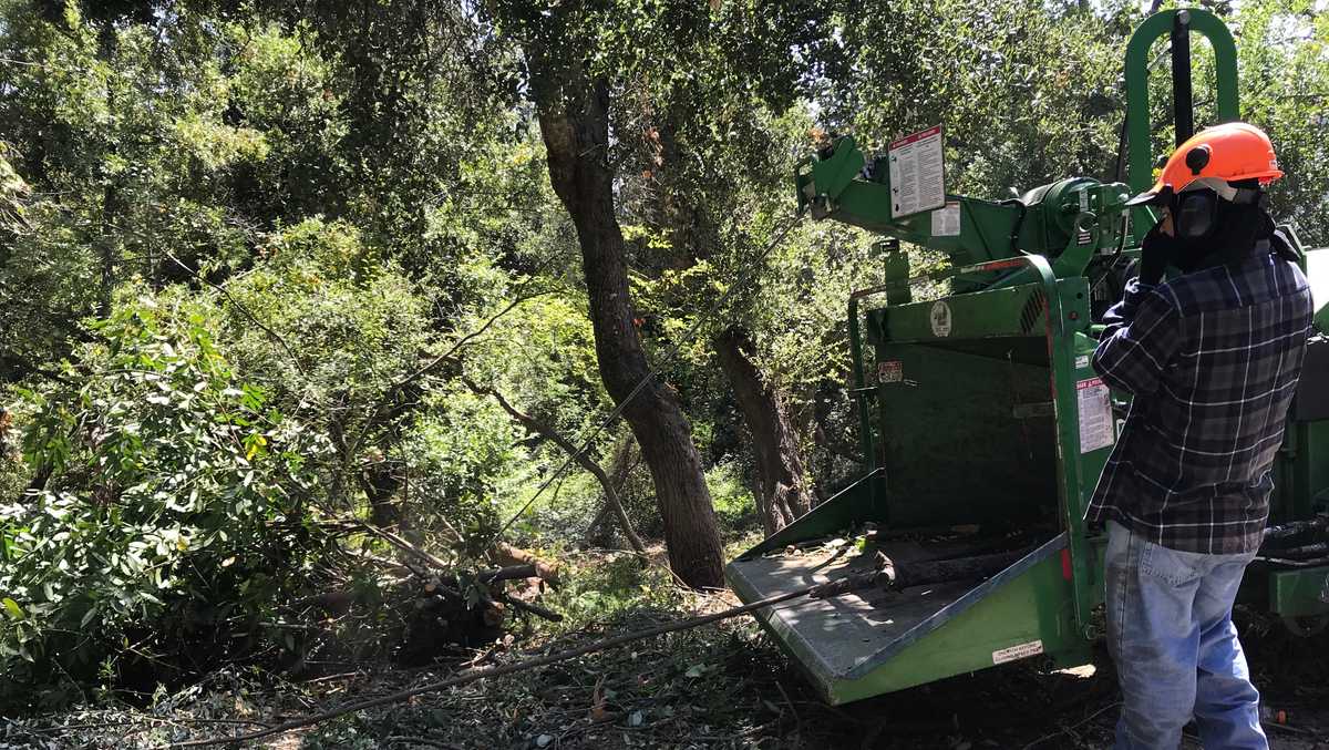 Large forest thinning process ongoing in Santa Cruz mountains