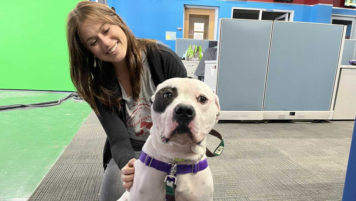 Ziggy the dog needs a new home