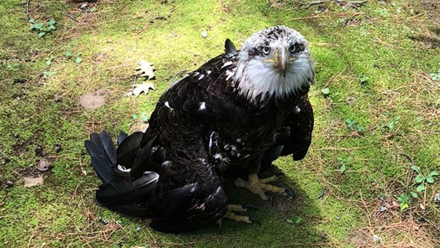 Lebanon police help rescue injured bald eagle