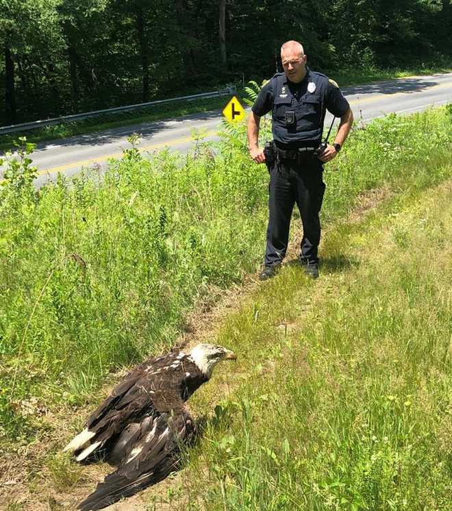 Lebanon police help rescue injured bald eagle