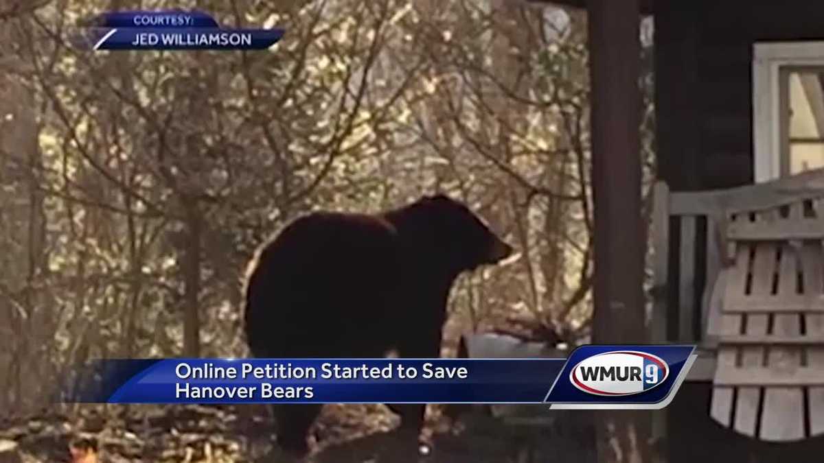 Online petition started to save bears in Hanover