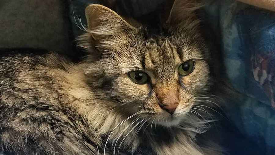 Forsyth Humane Society asks for donations, offers 'Furricane Florence ...