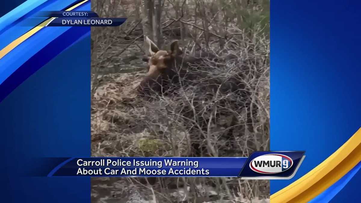 North Country police issue warning after crashes involving moose