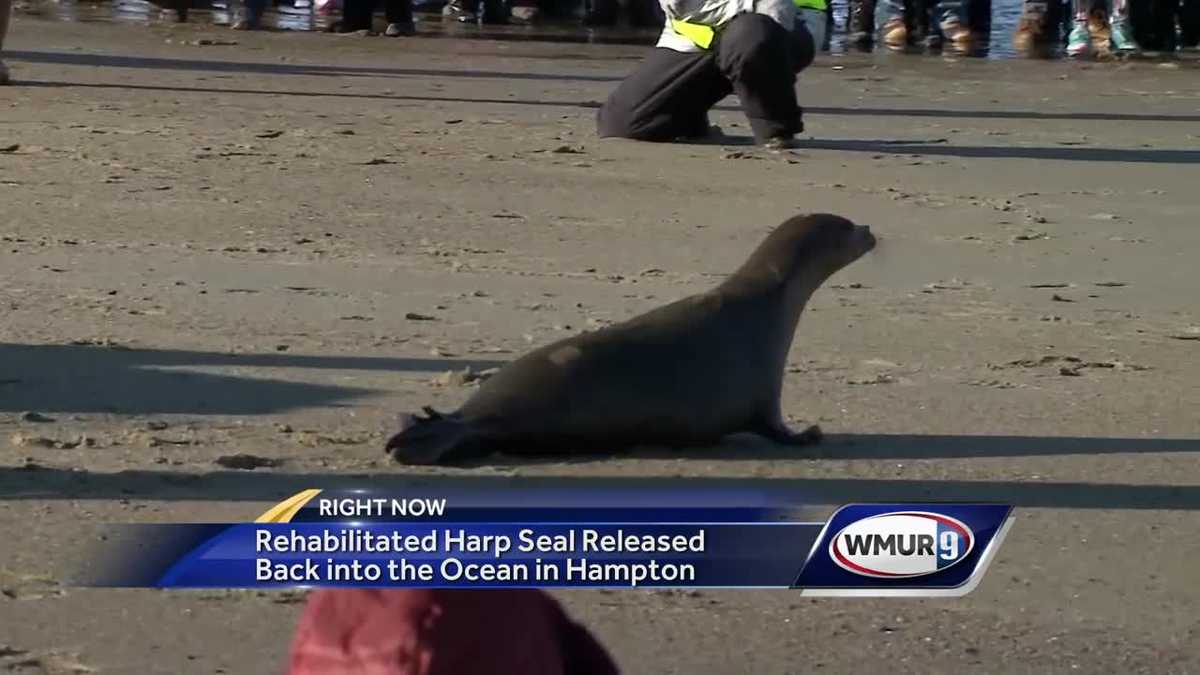 Rehabilitated harp seal released back into ocean in Hampton