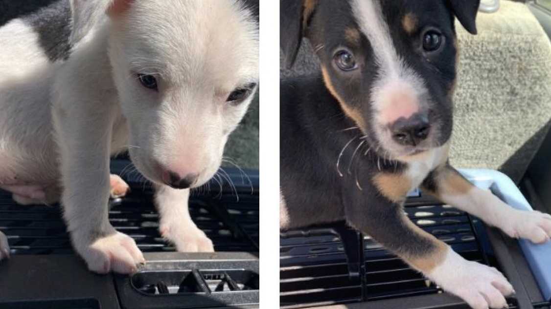 80 dogs rescued from Puerto Rico coming to South Florida