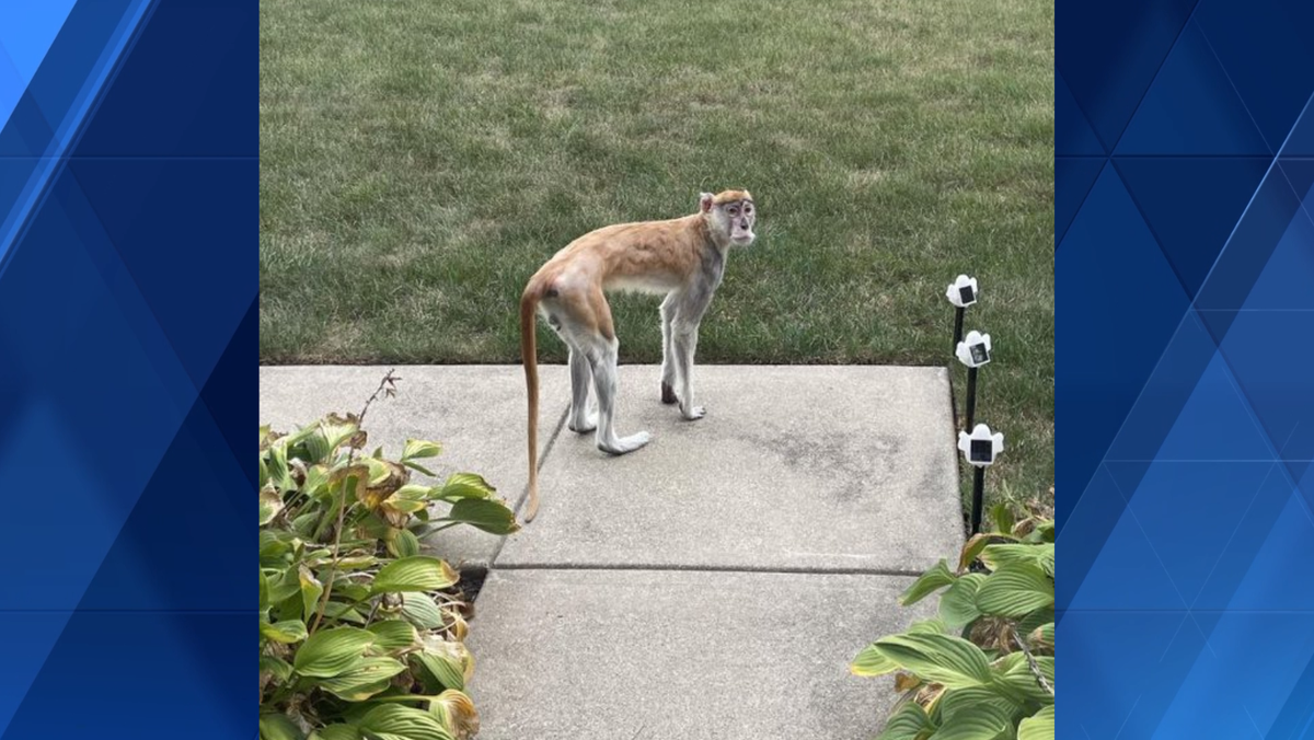 Police in Indiana capture monkey on the loose