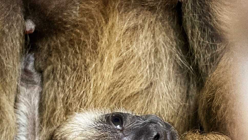 Newborn howler monkey joins family at The Birmingham Zoo