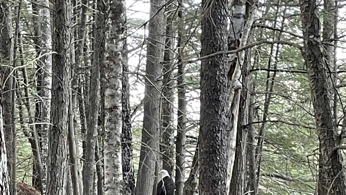 Rewards offered after shooting of bald eagle, moose in Maine