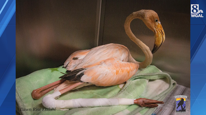 Flamingo recovering after snapping turtle attack in south-central Pa.