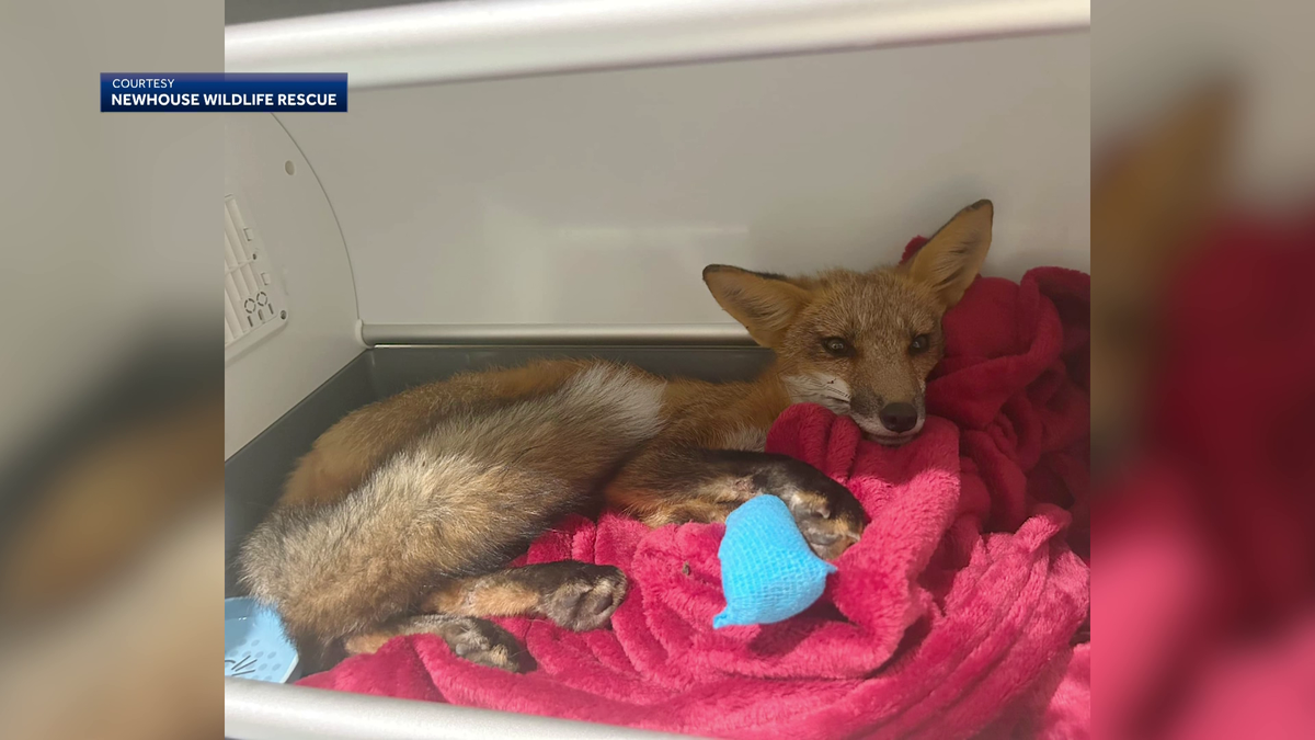 Multiple foxes snared, injured by illegal traps in Mass. towns