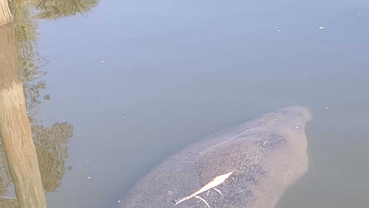 Myrtle Beach: Injured manatee spotted