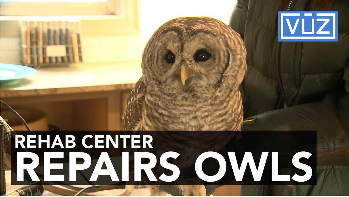 New Hampshire rehab center welcomes two badly injured owls