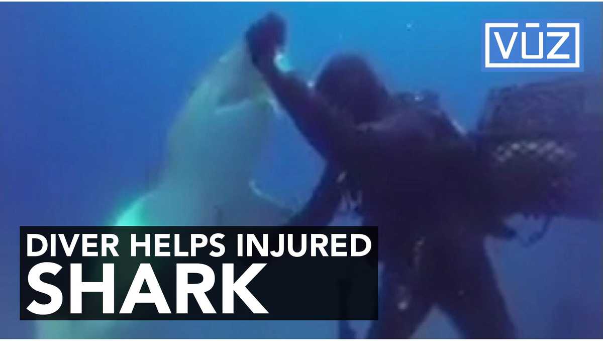 Diver helps rescue a lemon shark in need