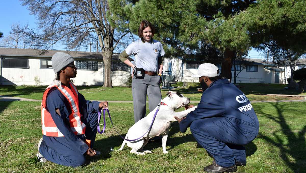'It’s a win-win': Sacramento shelter dogs get training from prison inmates