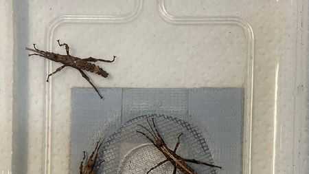 Cincinnati Zoo first babies of 2022: 3 Giant Spiny Leaf bugs