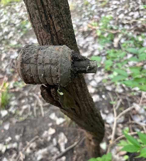 Independence Bomb Squad removes grenade from Pitcher Cemetery
