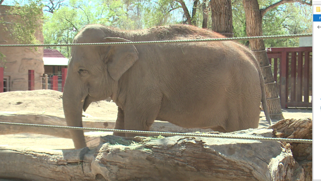 Albuquerque BioPark celebrates elephant's 50th birthday