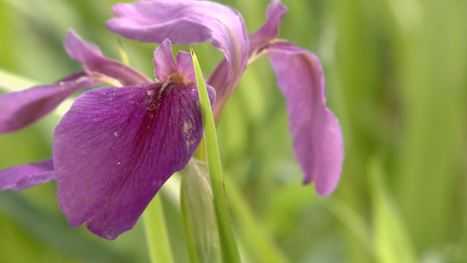Newly discovered irises on Chalmette Battlefield reveal hidden history ...