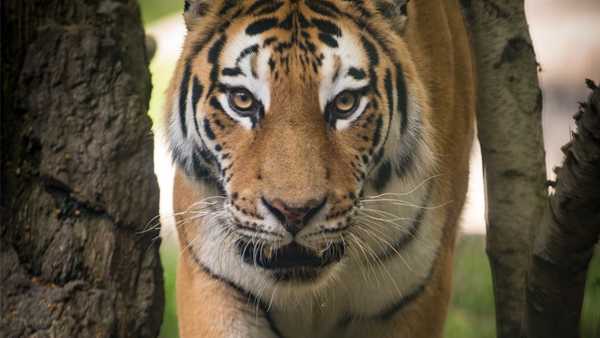 Ohio zoo euthanizes tiger following yearlong leukemia battle