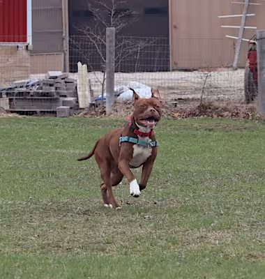 Dog marks 274 days at Waukesha shelter waiting for forever family