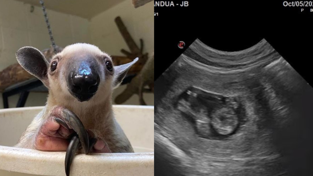 Baby on the way! Cincinnati Zoo's Isla the tamandua is pregnant