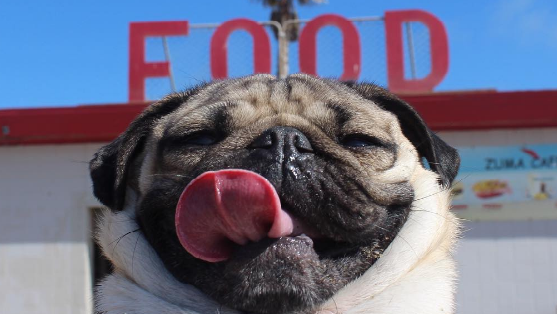 10 adorable dog Instagram accounts you have to follow
