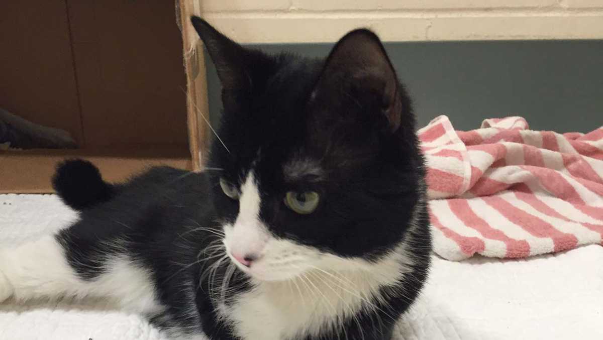 Handicapped, 'Army crawl' kitty looking for forever home