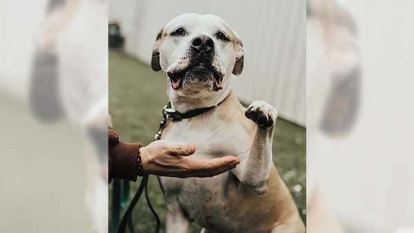 Ohio dog reunited with owner 8 years after being stolen during home ...