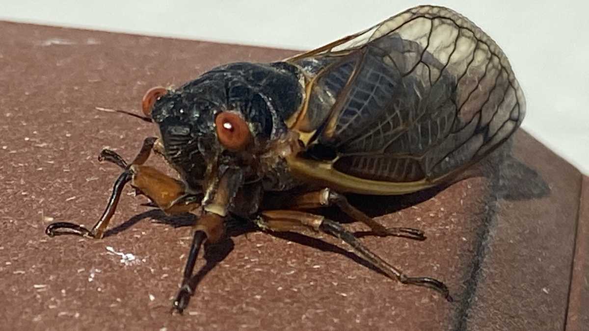 Photos: See the Brood X Cicadas emerging in Maryland