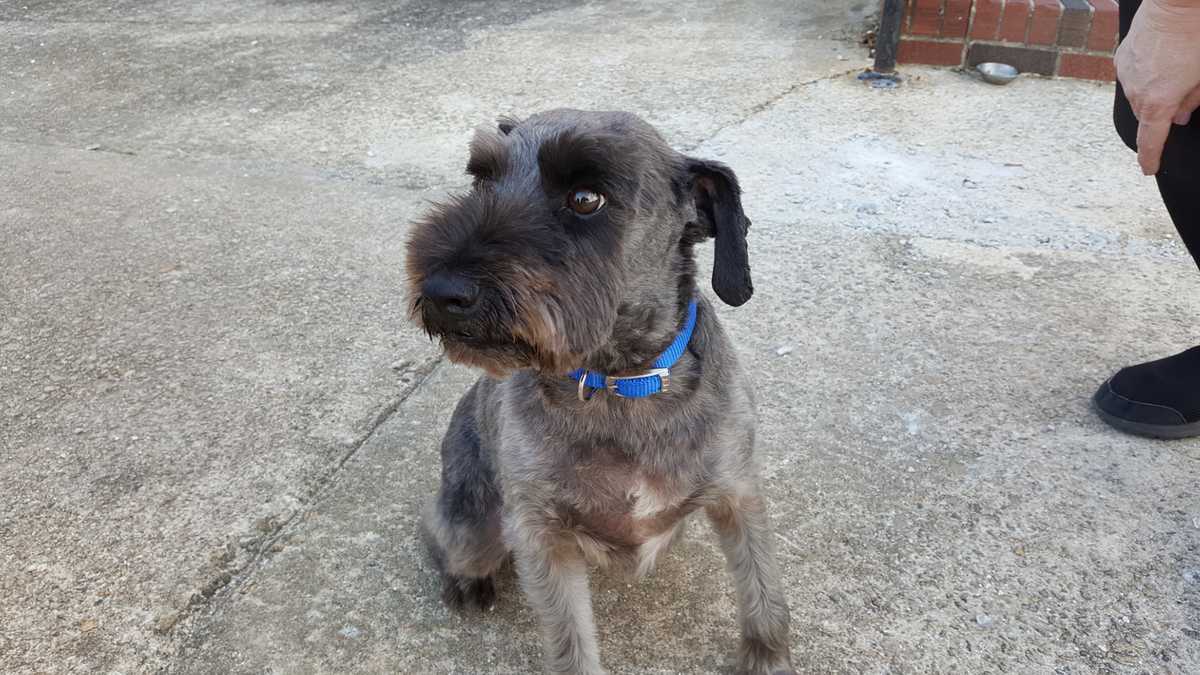 Dog returns home 11 days after bolting from Upstate pet store