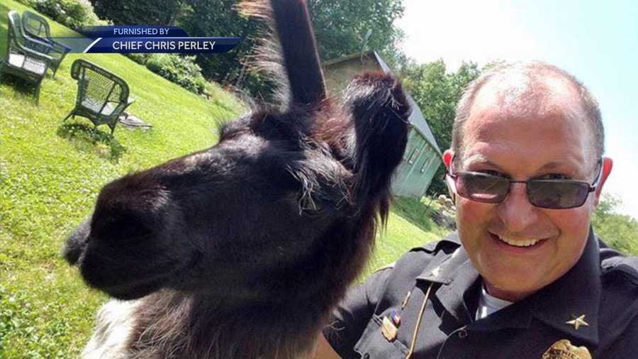 Jackson police chase down loose alpaca