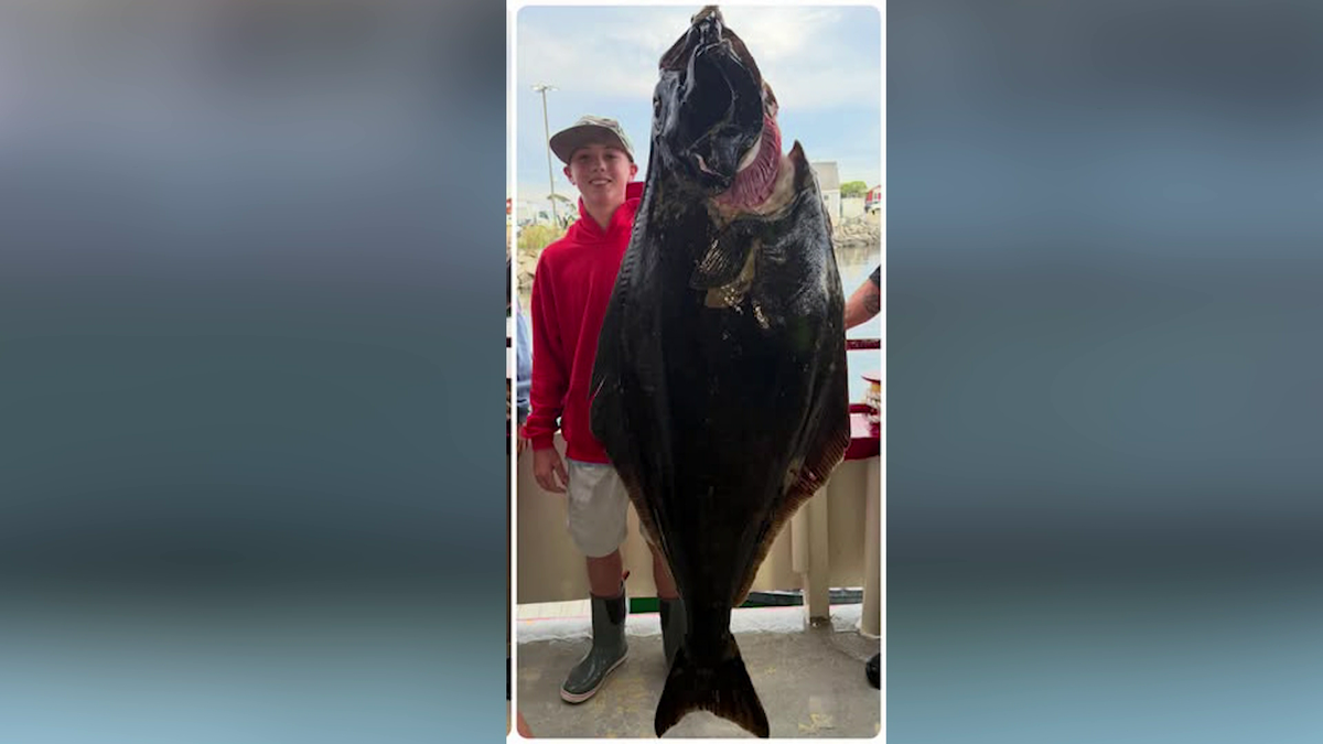 NH 13-year-old catches halibut that's bigger than him