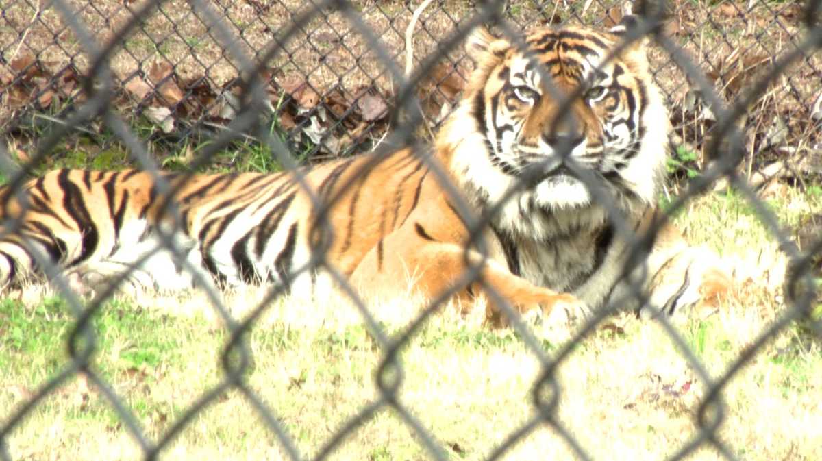 Jackson Zoo begins repairs on long-standing water leaks