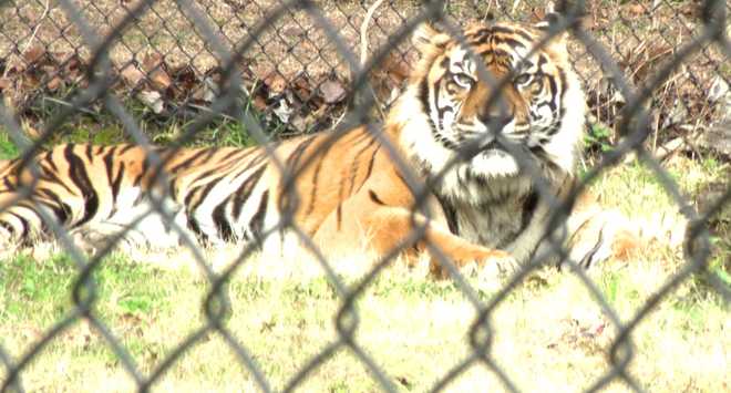 JPS students adopt Jackson Zoo animals