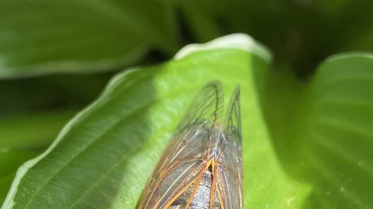 Photos: See the Brood X Cicadas emerging in Maryland