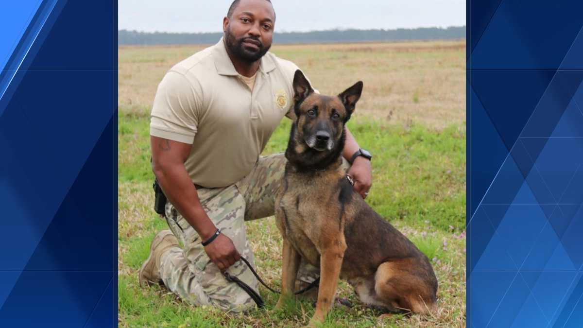 Police dog injured after sniffing drugs during prison search