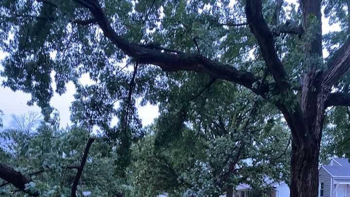 Omaha Henry Doorly Zoo wants downed tree limbs, branches