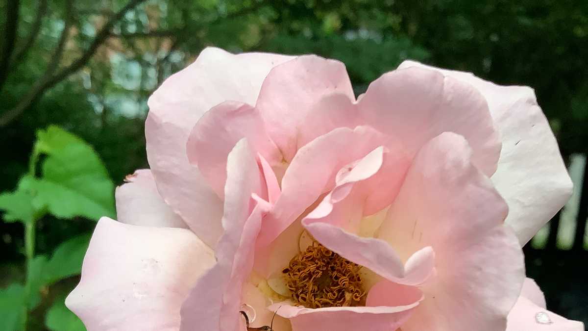 Photos: See the Brood X Cicadas emerging in Maryland