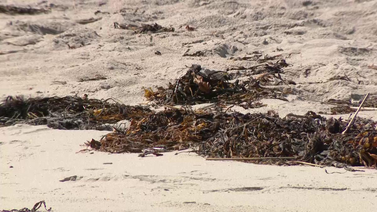 Decaying, invasive seaweed creates nauseating stench at Mass. beach