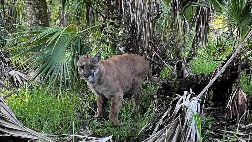 Florida panther conservation highlighted during Tour de Sprawl