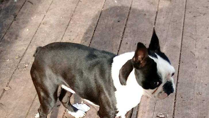 Lost and Found Pets in the WXII 12 Community