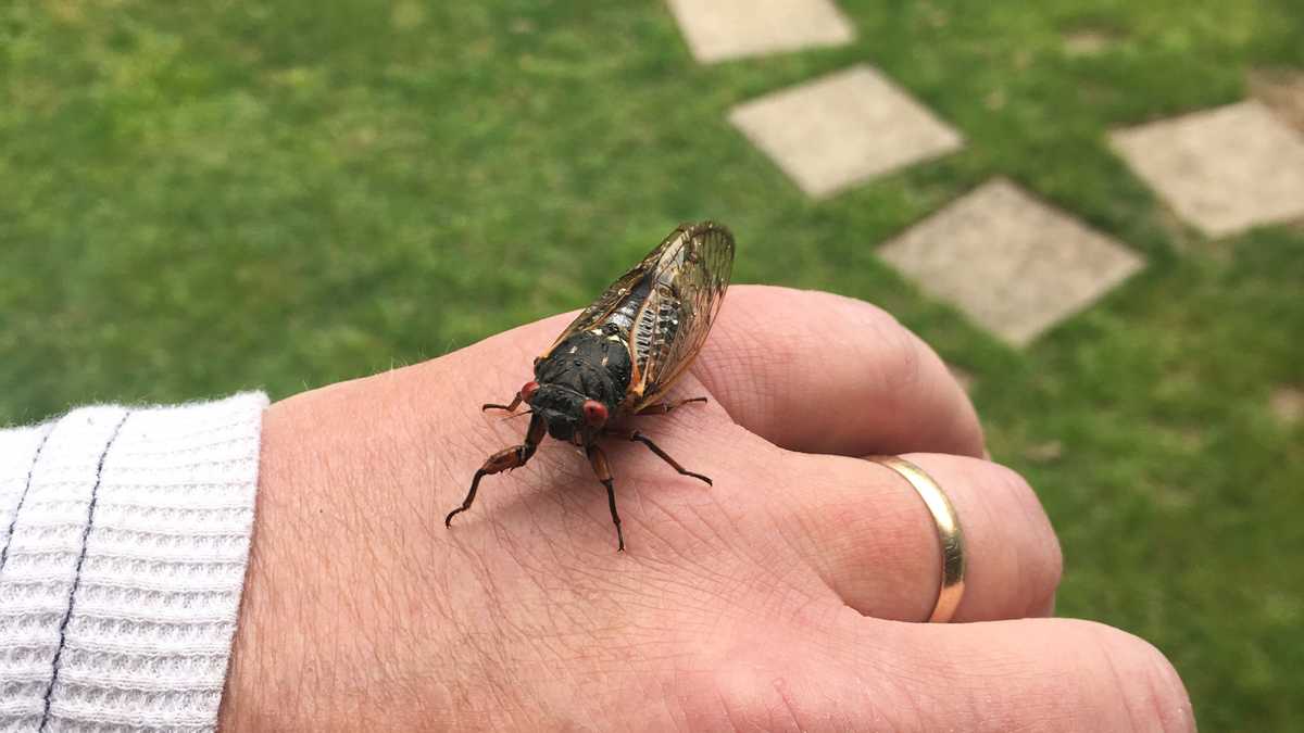 Photos: See the Brood X Cicadas emerging in Maryland