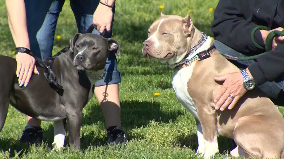 MDSPCA event connects residents with thousands of adoptable pets