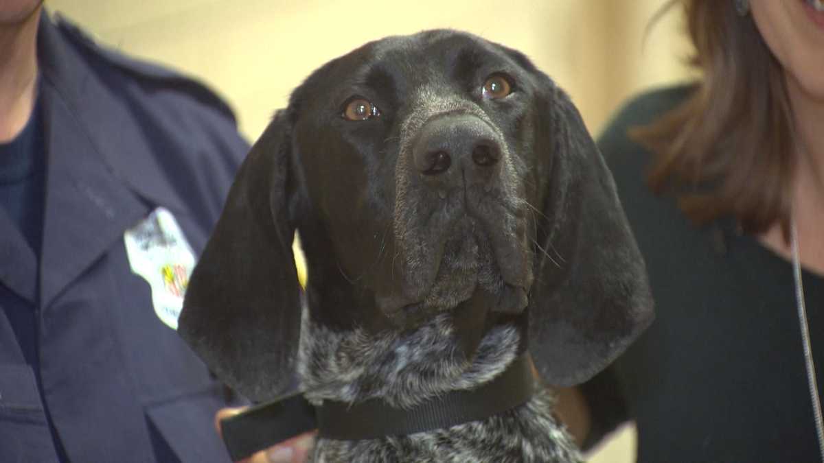 Baltimore Police Department begins training K-9 recruits
