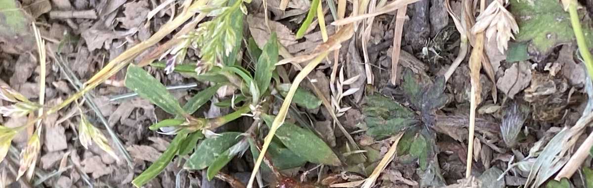 Photos: See the Brood X Cicadas emerging in Maryland