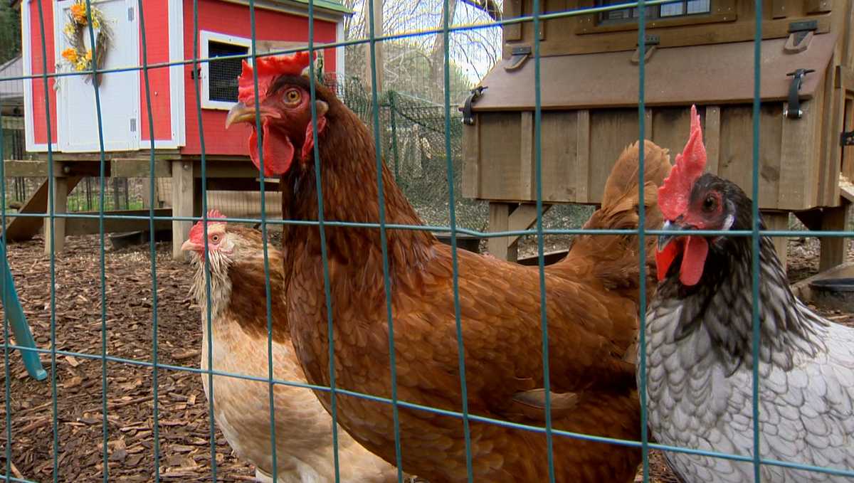'Coffee with the Chicken Ladies' podcast is based in Harford Co.
